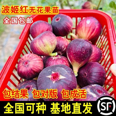 无花果树果苗盆栽地四季种植特大波姬红当年结果南北方无花果树苗