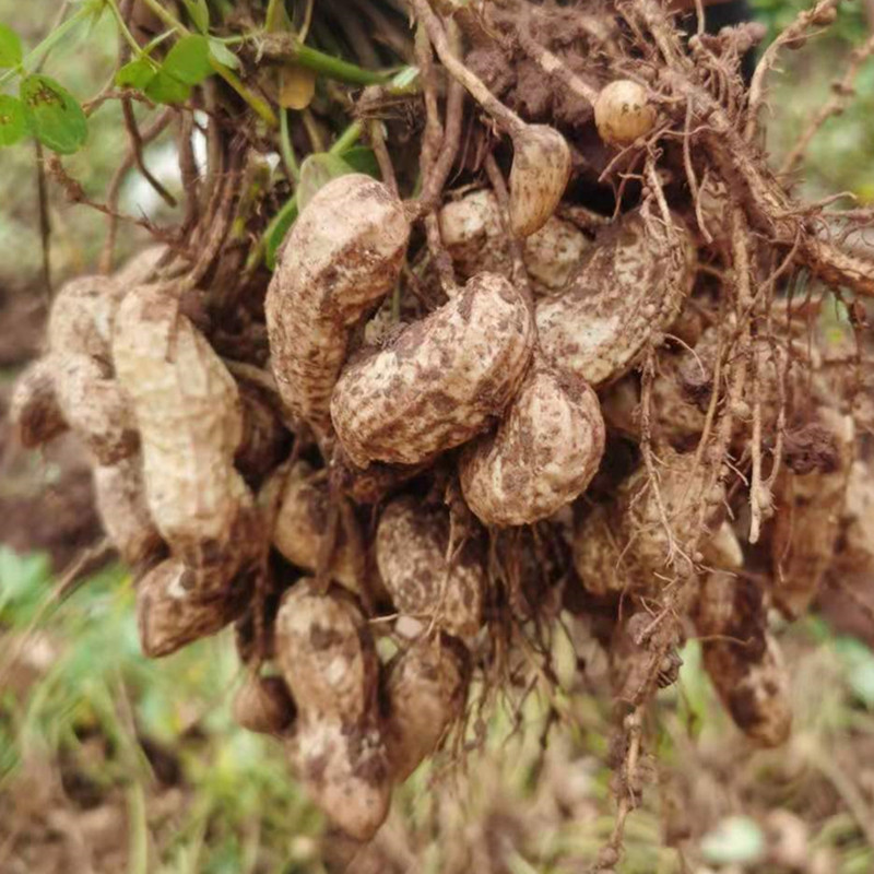 2023年湿花生新鲜现挖粉皮花生重庆农家自种带泥花生可水煮小花生