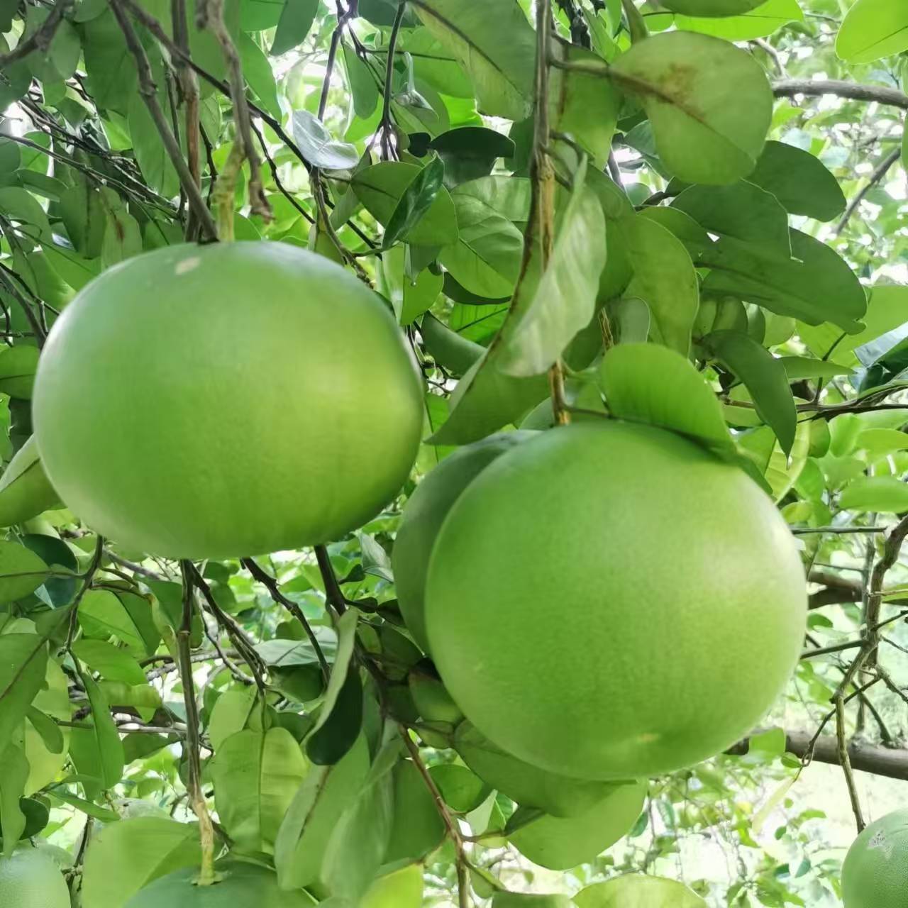 小柚子新鲜现摘柚子皮新车除异味新房装修去味神器土柚子除甲醛