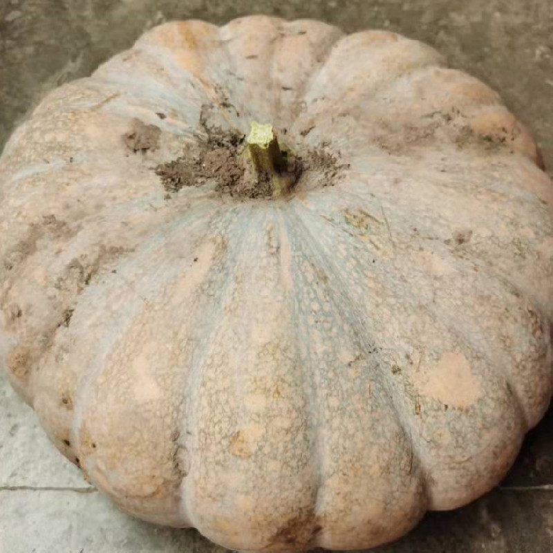老品种磨盘南瓜圆南瓜万圣节雕刻装饰粉甜糯重庆农村自种黄皮南瓜
