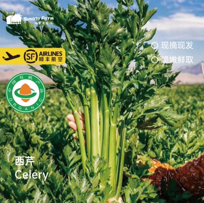 Celery有机西芹榨汁清爽多汁脆嫩清香现摘现发顺丰即7斤脆嫩鲜取