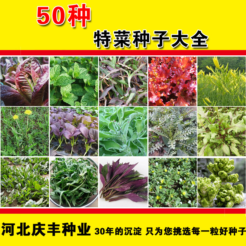50种多年生野菜营养菜 蔬菜种子春夏四季播 荠菜秋葵荆芥薄荷孑