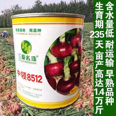 红皮洋葱种子种籽种植苗特大圆葱耐寒紫皮四季葱种孑蔬菜幼苗冬季