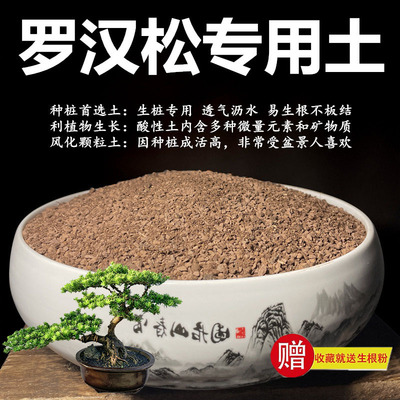 松树专用风化颗粒土酸性盆景种植