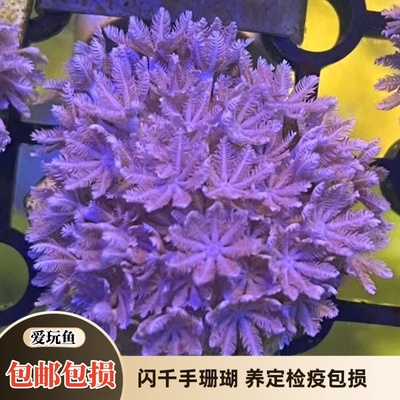 爱玩鱼水族闪千手珊瑚海缸水易养