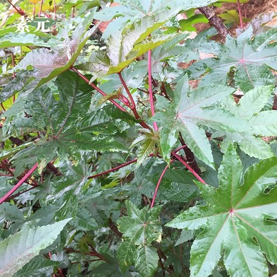 新鲜蓖麻叶现摘红蓖麻杆草麻