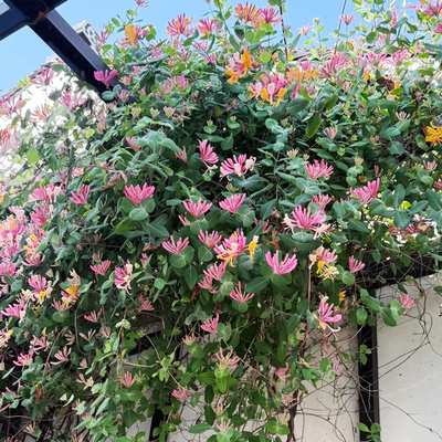 京九红耐寒攀援爬藤植物可食花卉