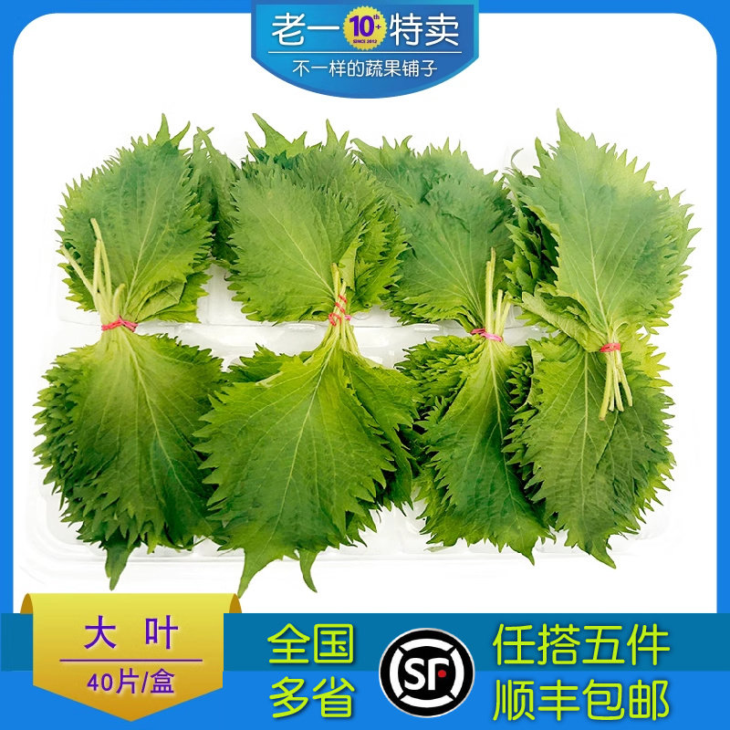 老一特卖 新鲜大叶绿紫苏叶 苏子叶 1盒 日式紫苏叶