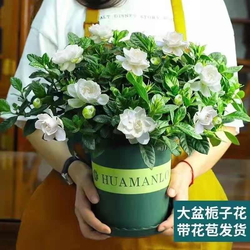 【大盆栀子花】 带花苞栀子花盆栽水培室内花卉绿植四季开花除甲