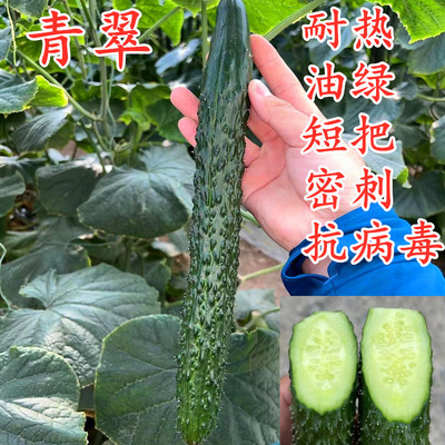 强雌耐热短把密刺油绿黄瓜种子