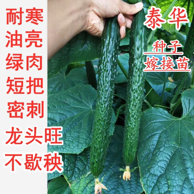 油亮脆甜产量高抗病好黄瓜种子