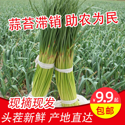 山东农家现摘现发蒜苔5斤