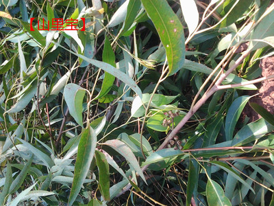 500克新鲜现摘桉树叶蜜袋鼯用品食物攀爬玩具小蜜喜欢桉树枝包邮