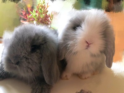 幼兔活体宠物盖脸猫猫养殖疫苗