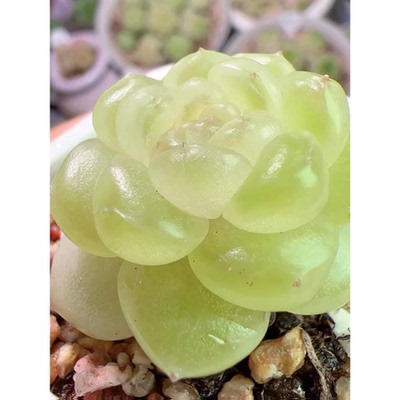 33新品珍妮X5定繁多肉
