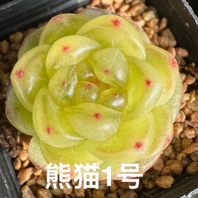 熊猫1号熊猫多肉2026新品
