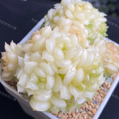 白汉玉麦秆定向繁殖多肉