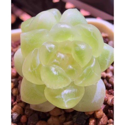 暮暮桃夭财富密码定繁多肉