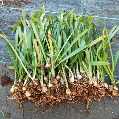 景泰园艺朱顶红重瓣包邮对版易养