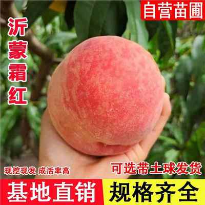 嫁接沂蒙霜红桃树苗晚熟10月成熟巨型冬桃南北方庭院种植当年结果