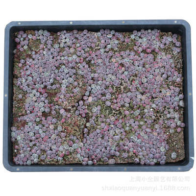 多肉植物生石花基地紫菊kiku Lithops稀有品种批发整盘发货货