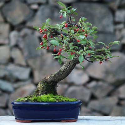 大别山胡秃子盆景羊奶果品种可食用观果小老桩木半夏胡颓子盆栽