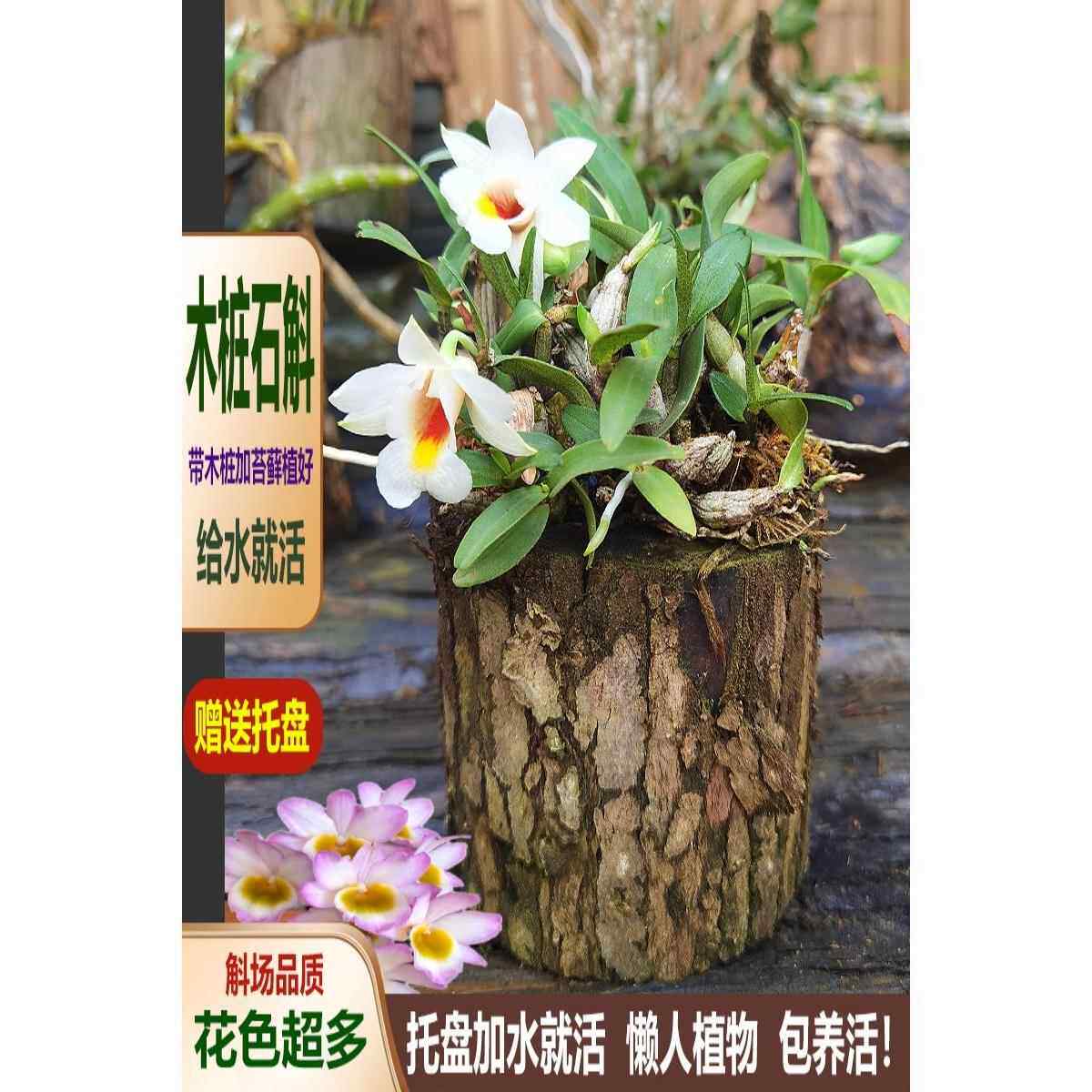 兰花石斛苗木桩植好造型盆景旺宅植物稀有小众花卉花漂亮懒人植物