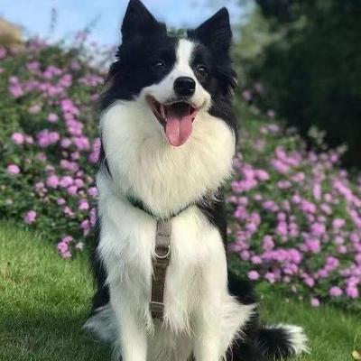 边牧幼犬家庭包活陨石色幼崽黑白金真狗狗崽放羊家养幼宠高智商狗