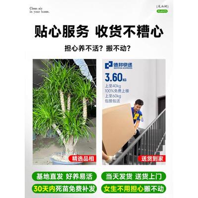 龙血树客厅绿植旺宅大型多头龙须树盆栽室内大号盆景真龙铁树植物