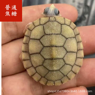 龟龟焦糖黑龟龟果冻金粉白化变异龟白化龟巴西化变异巴西巴西龟
