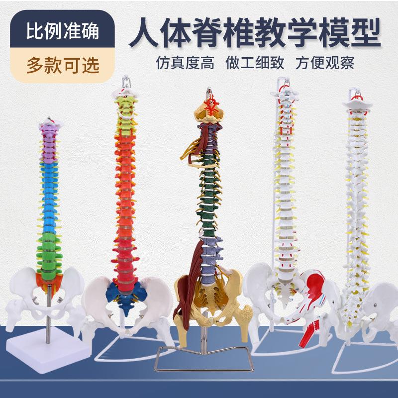 教学仿真骨骼45cm85cm脊柱脊椎模型带半腿骨模型1:1人体骨骼标本