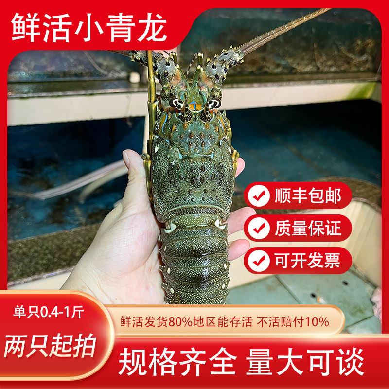 小青龙龙虾龙虾鲜活特大鲜活生猛小青龙龙虾海鲜水产全国充氧活发