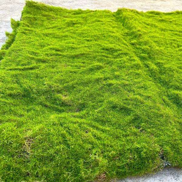 仿真苔藓植绒绿色假苔藓 青苔微景观盆景装饰材料 草坪草皮装饰品