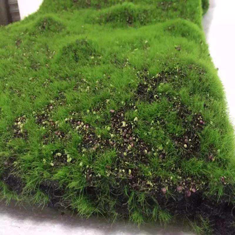 仿真绿植物墙青苔藓草皮仿真青苔草坪盆景草坪植物场景橱窗假苔藓