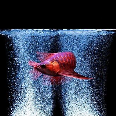 30L/min 16w High Energy Powerful Compressor Aquarium