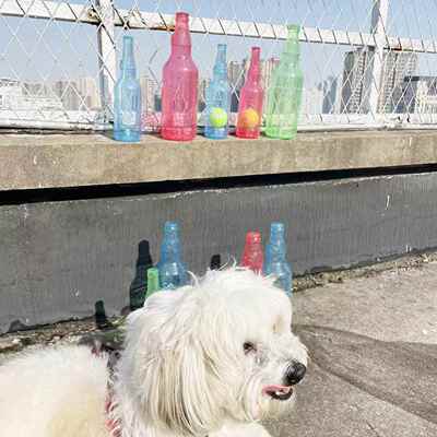 Pet Toy Bottles Random Three Colors BlueRedGreen Builtin