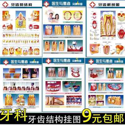 牙科宣传海报图牙齿解剖图医院口腔科诊所门诊知识装饰墙贴画挂图