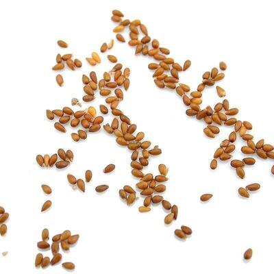 100pcs Rre Blue Evening Primrose Flower Seeds Primul Mlc