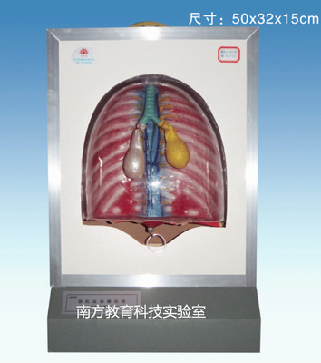 膈肌运动模拟器 33225膈肌运动模型 电动式 生物 医疗演示器材