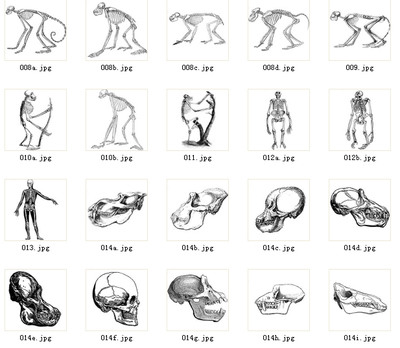 设计素材 动物骨骼图案 绘画素材 Skeletons 366P JPG格式 133M