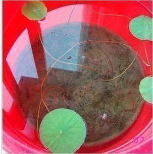 睡莲铜钱草水生花卉肥料塘泥