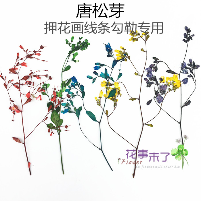 唐松芽 干花水晶滴胶手机壳diy押花材料天然植物教学标本10朵装