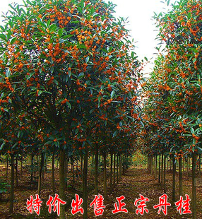 特价丹桂大桂花树苗盆栽嫁接苗木丹桂树苗桂花树苗