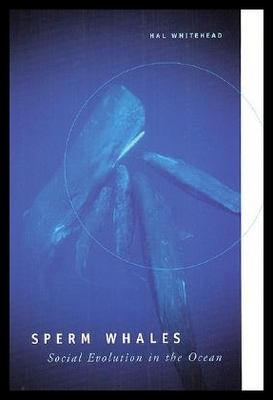 【预售】Sperm Whales: Social Evolution in the Ocean