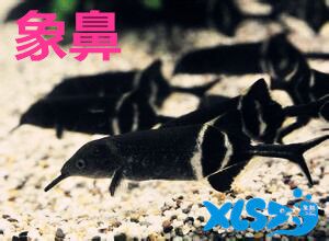象鼻鱼海豚鱼观赏鱼进口活体