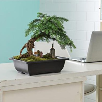 Flower Pots Bonsai-Basin Rectangle-Vase Garden-Planters Succ