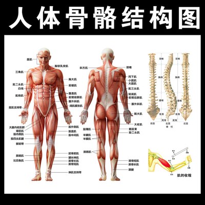 756海报印制展板写真喷绘824人体J骨骼结构图肌肉组织分布图
