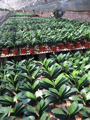 君子兰基地直销一手货源