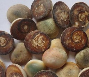 中药材甲香水云母海月太极石催生子500g克包邮