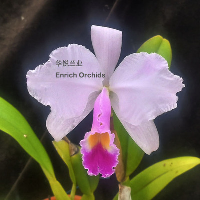 华锐兰业 精选个体 原种大花卡特兰 特里 朱妮C.trianaei 'Junior